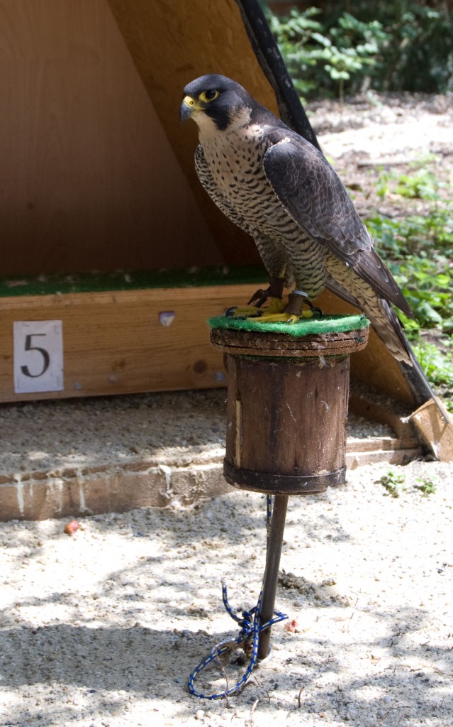 Die Falkner von der LaHo – Cappuccino Ecke